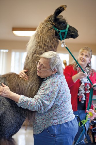 Llama Loving; The healing power of Llama’s – The Muse in the Mirror