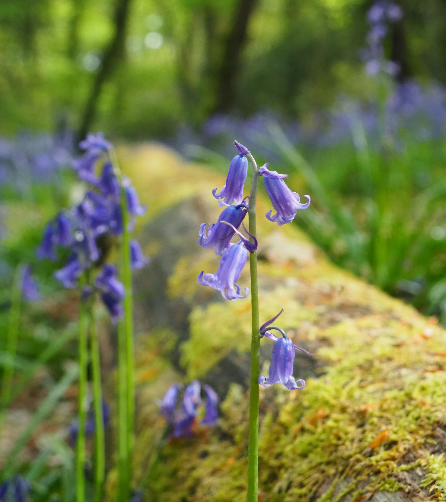 All Aboard The Magic Carpet Of Bluebell Bliss – The Muse in the Mirror
