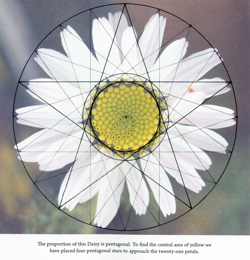 Photography: The Hidden Geometry of Flowers – The Muse in the Mirror