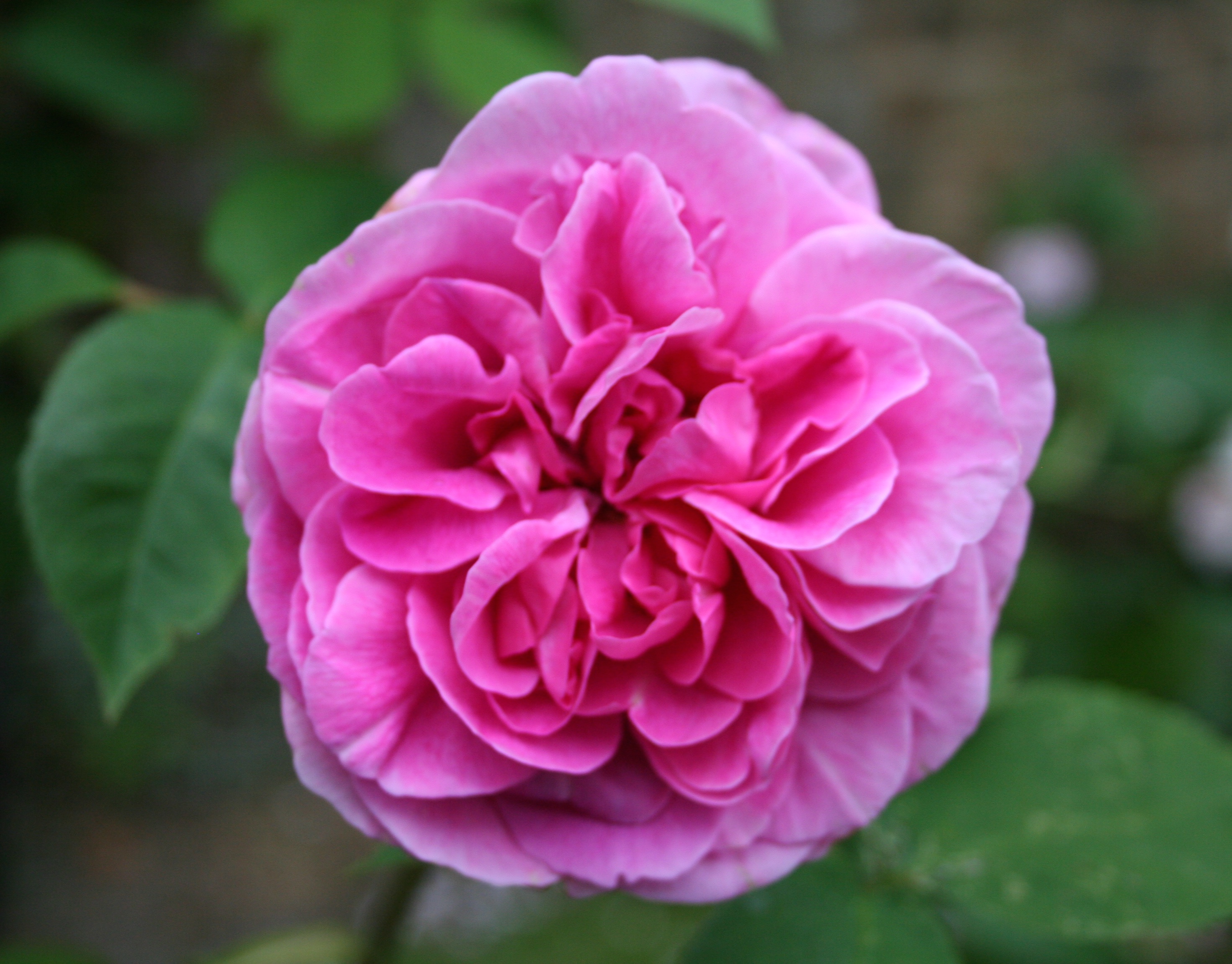 Photography: The Hidden Geometry of Flowers – The Muse in the Mirror