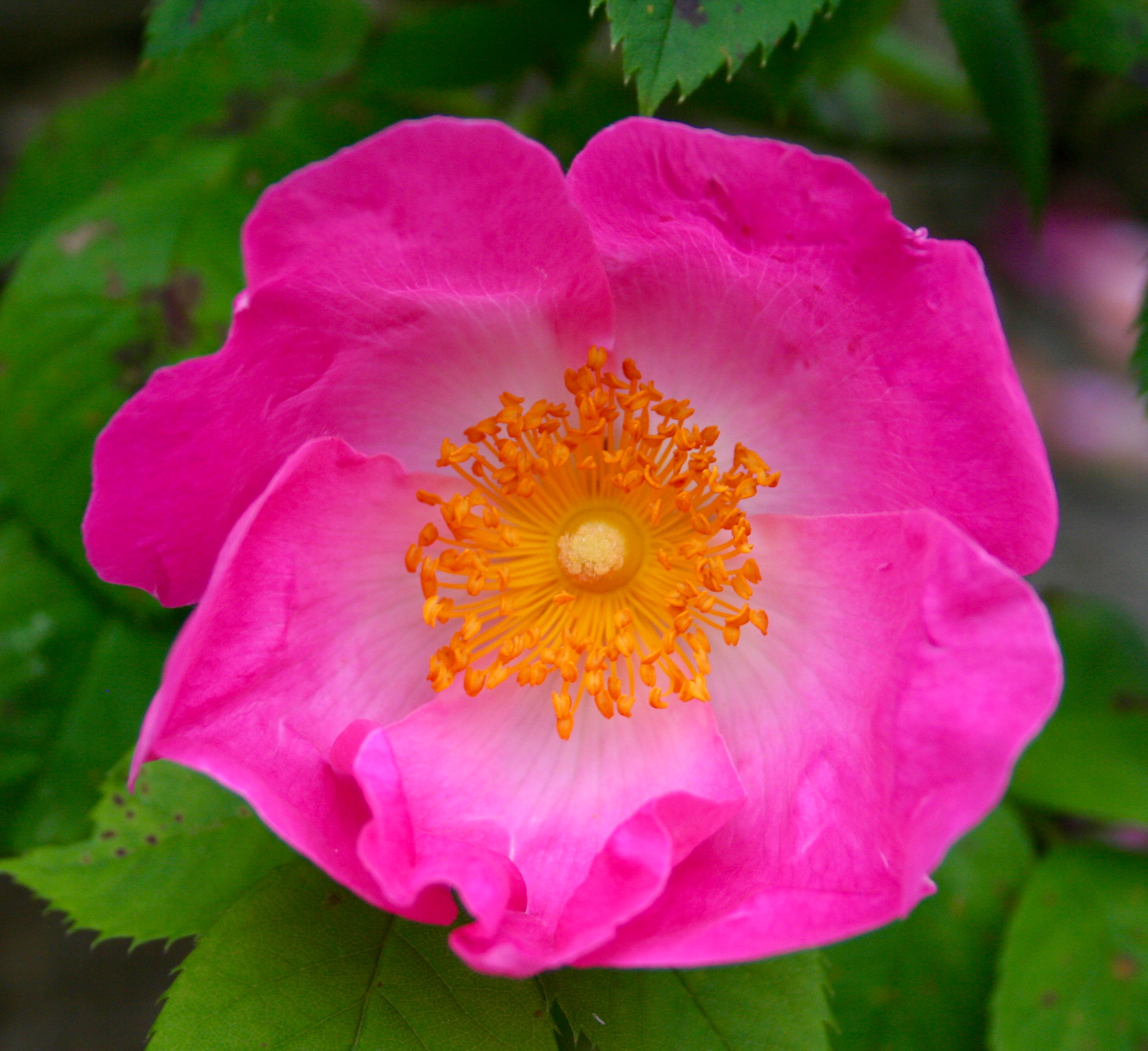 Photography: The Hidden Geometry of Flowers – The Muse in the Mirror