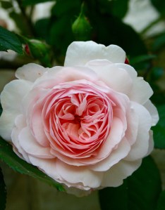 Photography: The Hidden Geometry of Flowers – The Muse in the Mirror