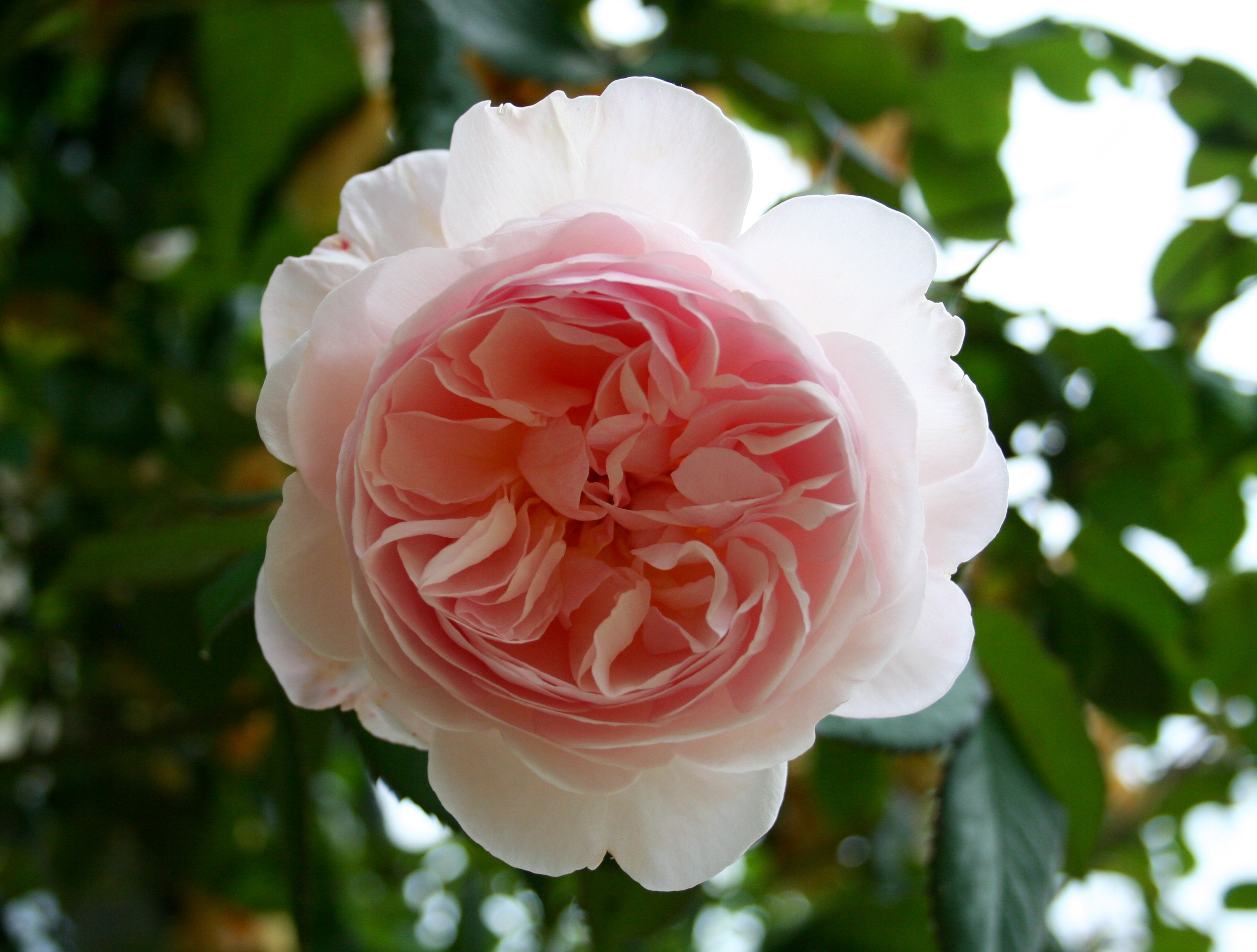 Photography: The Hidden Geometry of Flowers – The Muse in the Mirror