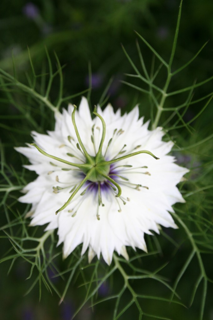 Photography: The Hidden Geometry of Flowers – The Muse in the Mirror