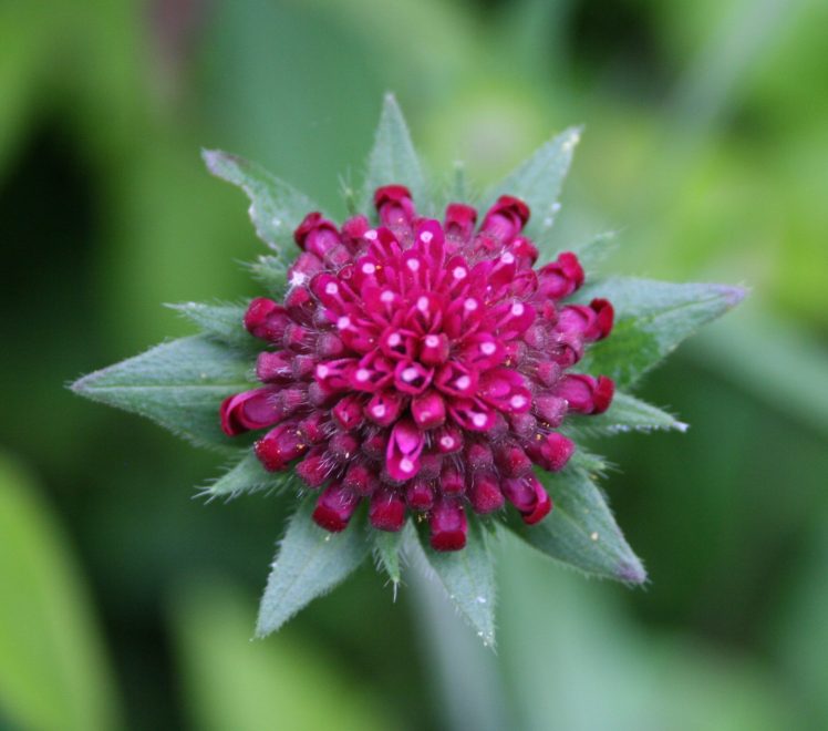 Photography: The Hidden Geometry of Flowers – The Muse in the Mirror