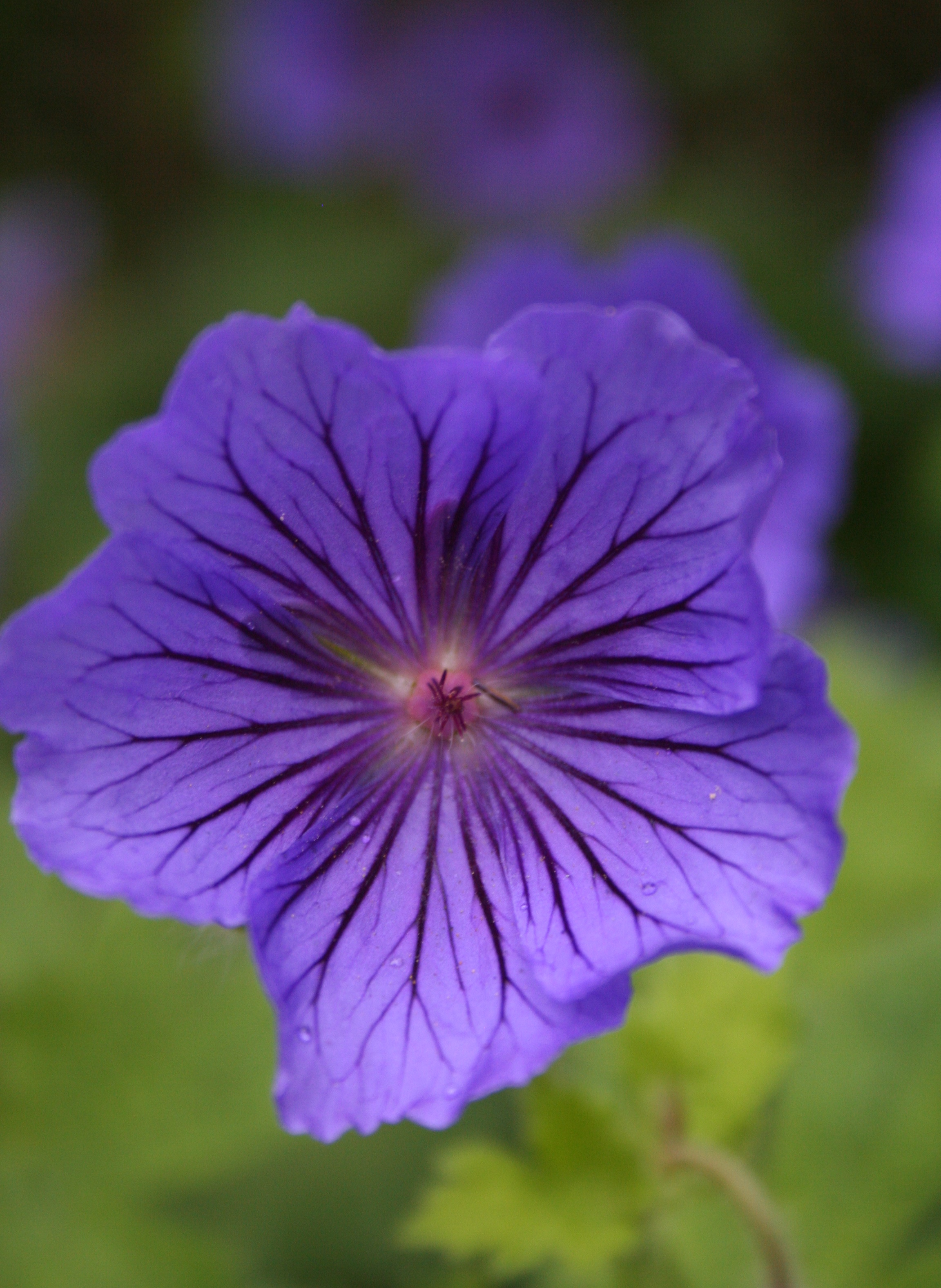 Photography: The Hidden Geometry of Flowers – The Muse in the Mirror