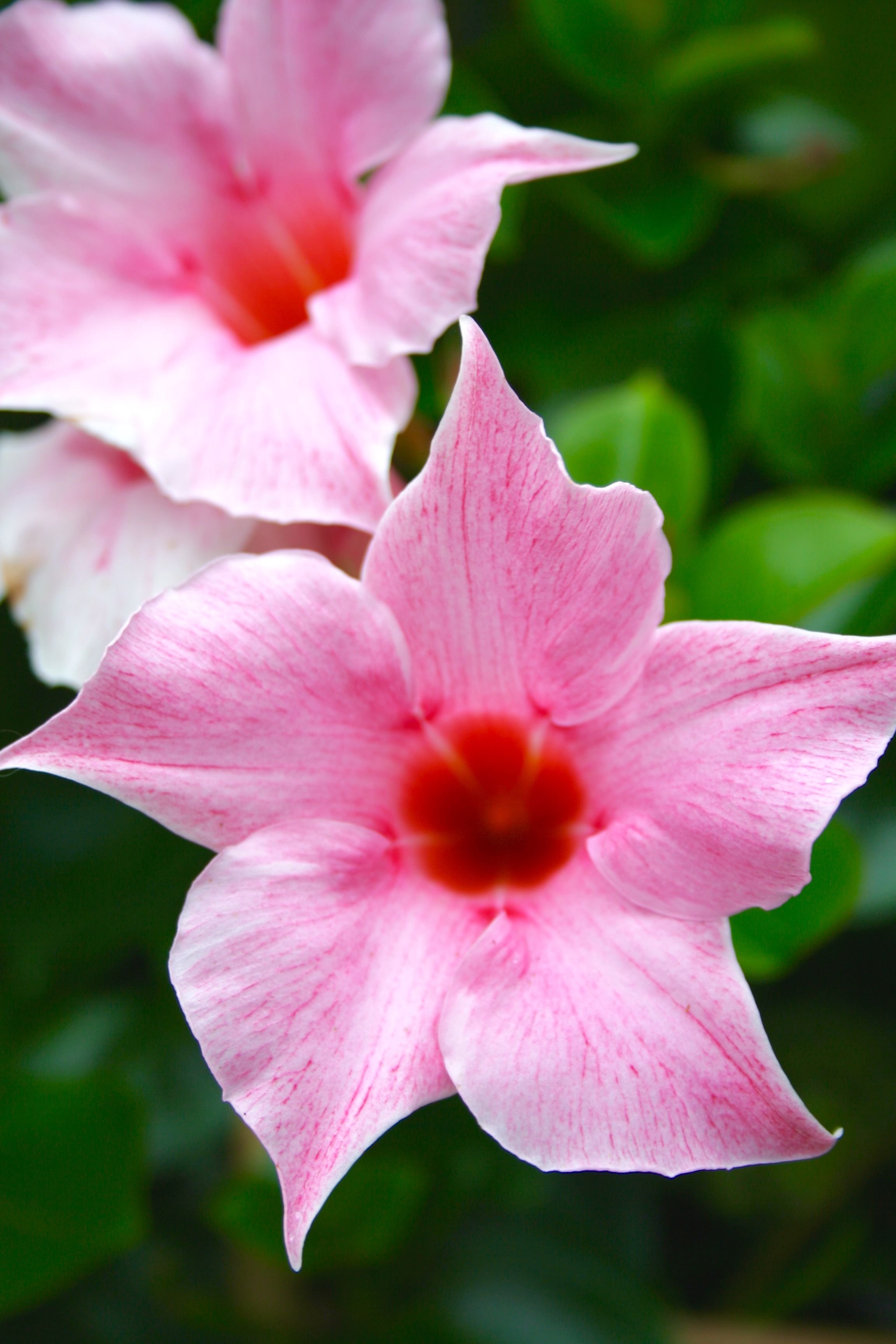 Photography: The Hidden Geometry of Flowers – The Muse in the Mirror