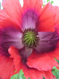 Photography: The Hidden Geometry of Flowers – The Muse in the Mirror