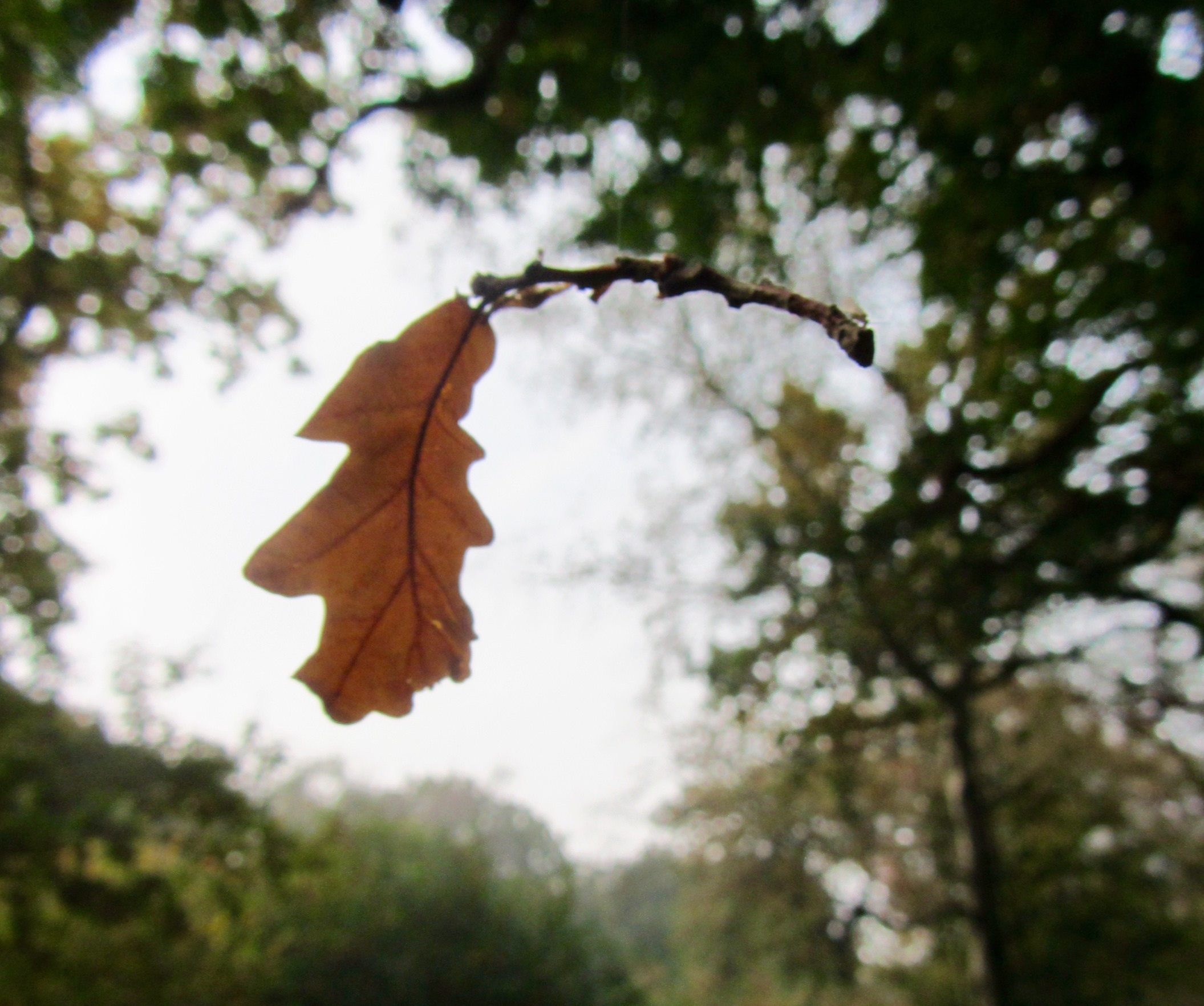 Natures Wisdom – Thich Nhat Hanh on Autumn Leaves: Life, Death ...