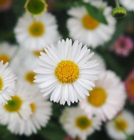 Ode to the Dazzling Daisy – The Muse in the Mirror