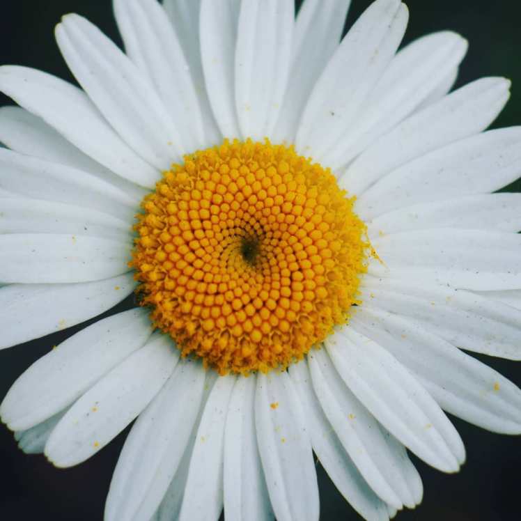 Ode to the Dazzling Daisy – The Muse in the Mirror