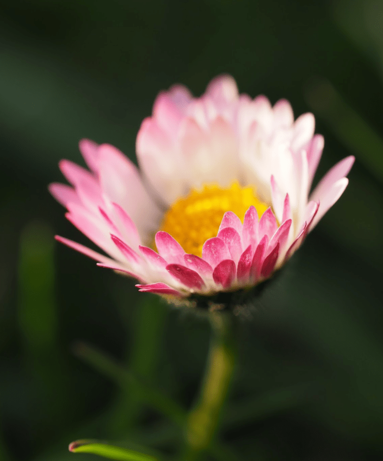 Ode to the Dazzling Daisy – The Muse in the Mirror
