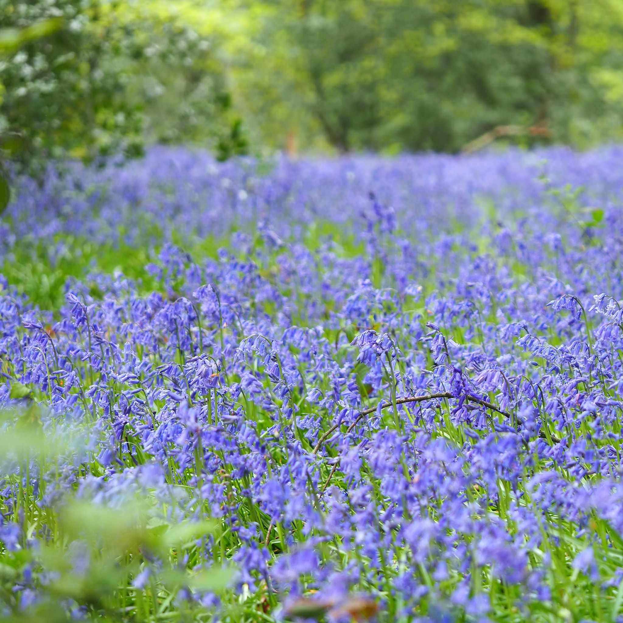 All Aboard The Magic Carpet Of Bluebell Bliss – The Muse in the Mirror