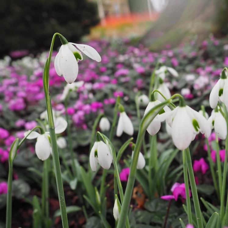 Simple Ways to Celebrate Imbolc; the First Stirrings of Spring – The ...